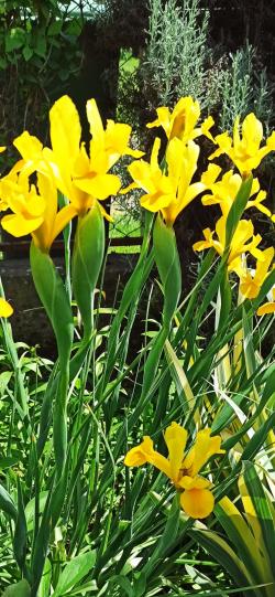 Iris (perene)