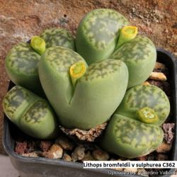 Lithops bromfieldii v insularis var Sulphurea C362 - 20 semenki