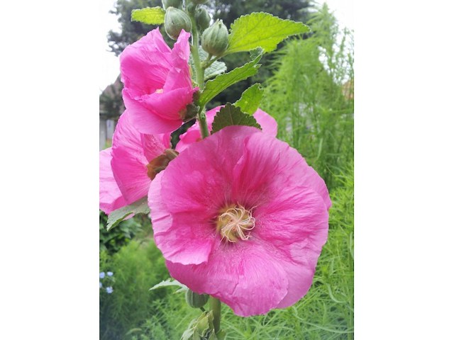 Ukrasni slez (Althea rosea) 50 semena