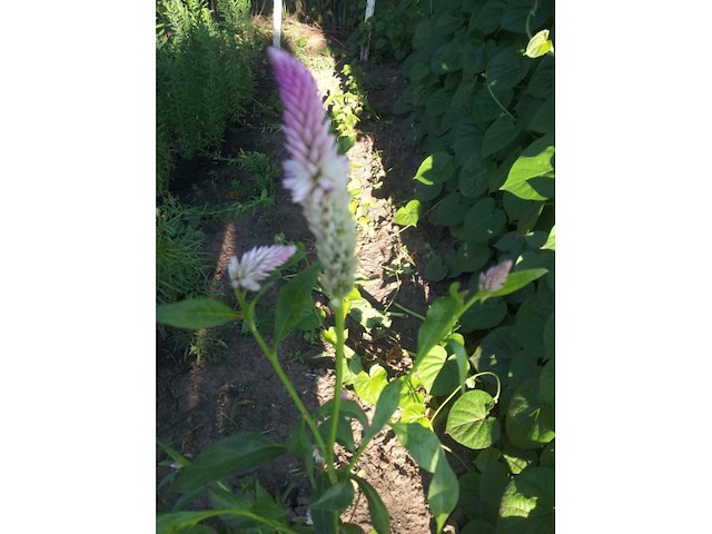 Petlova (ćuranova) kresta pink boje 100 semena