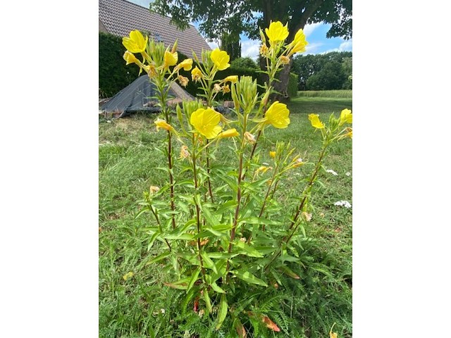 Noćurak (Oenothera biennis) visoki 100 semena