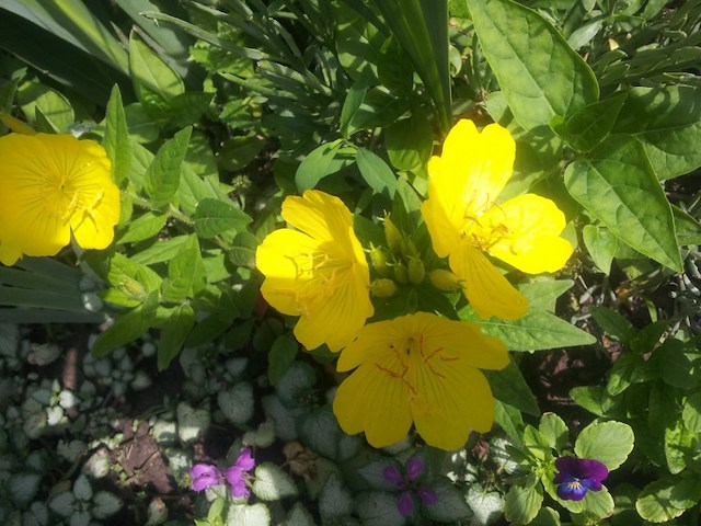 Nocurak (Oenothera fruticosa) 100+ semena