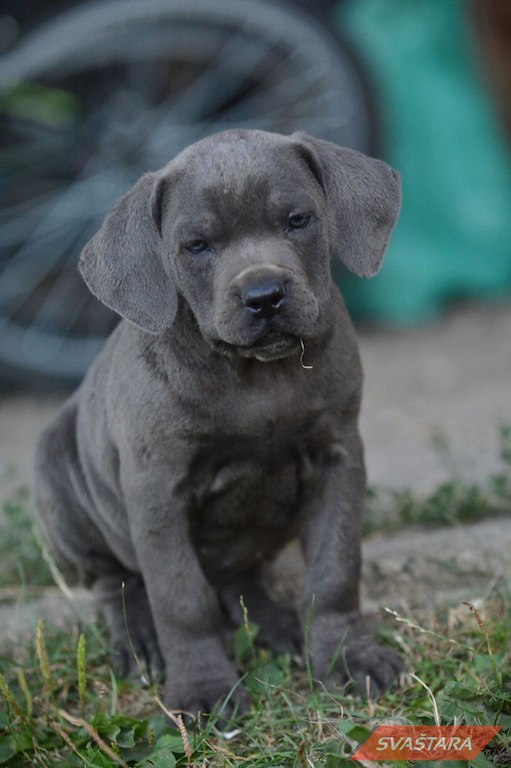 Cane Corso Kane Korso