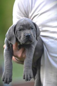 Cane Corso Kane Korso