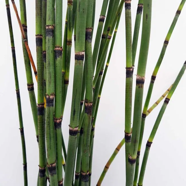 Equisetum japonicum • P 9 • 30/40 cm•