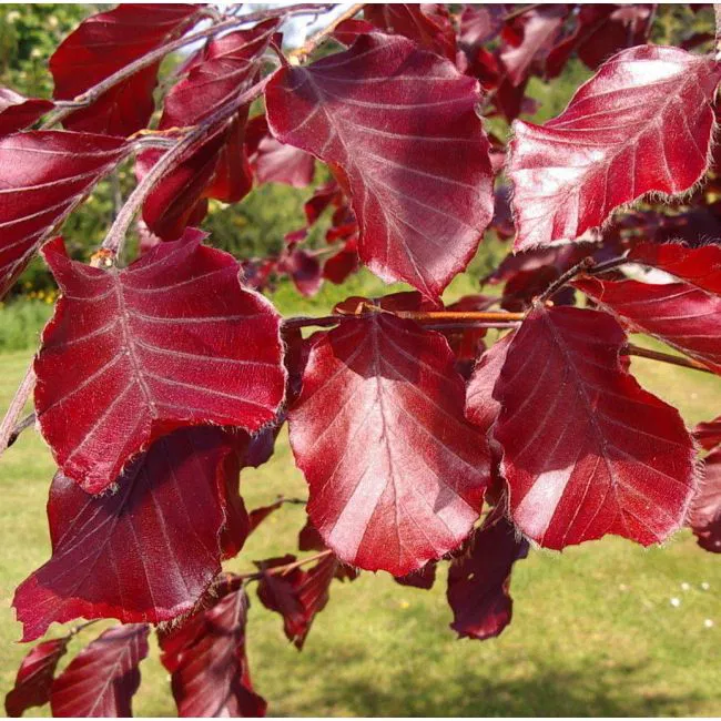 Fagus sylvatica 'Atropurpurea' • C3 L • 80/100 cm