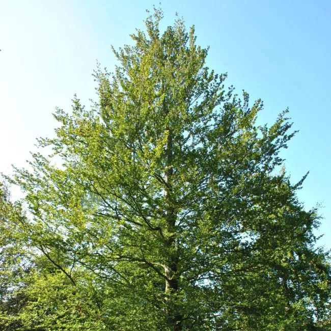 Fagus sylvatica • C2 L • 80/100 cm