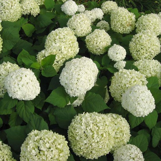 Hydrangea arborescens 'Annabelle' • C 4 L • 80/100 cm