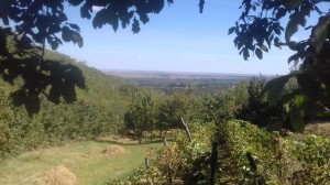 Prodajem Građevinsko Zemljište, Sremski Karlovci, Novi Sad Okolica