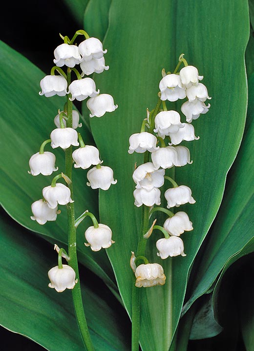 ĐURĐEVAK-Convallaria majalis-3 rizoma