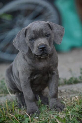 Cane Corso Kane Korso