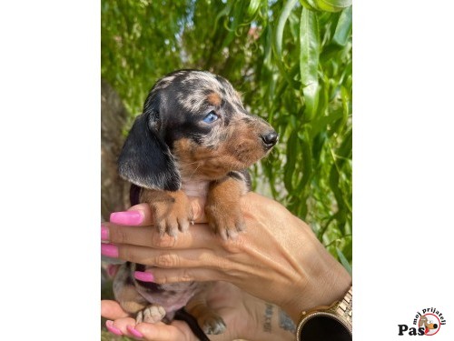 Jazavičar oštrodlaki - Dachshund