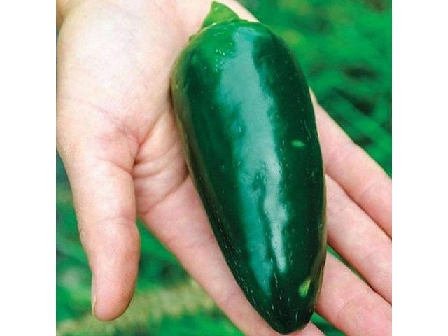 Najkrupnija Jalapeno giant