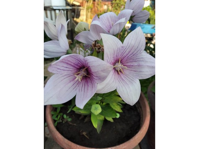 Platycodon grandiflorus roze cveta 50 semena