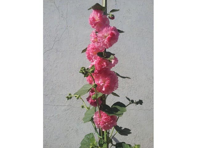 Ukrasni slez pink boje (puni cvet) 30 semena