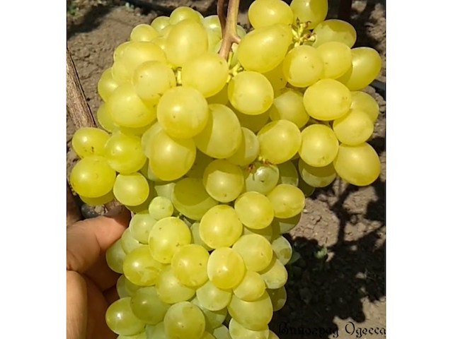 Stono grožđe `  CIMUS  `-  reznica
