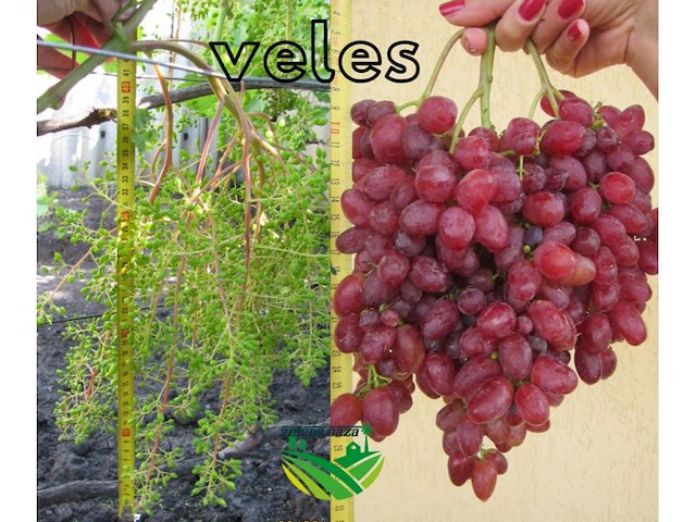 Stono grožđe `VELES` reznica