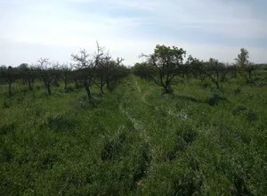 Prodaja Ostale nekretnine - Subotica, Veliki Radanovac