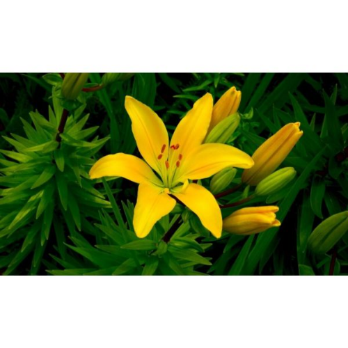 Lilium yellow 1/1