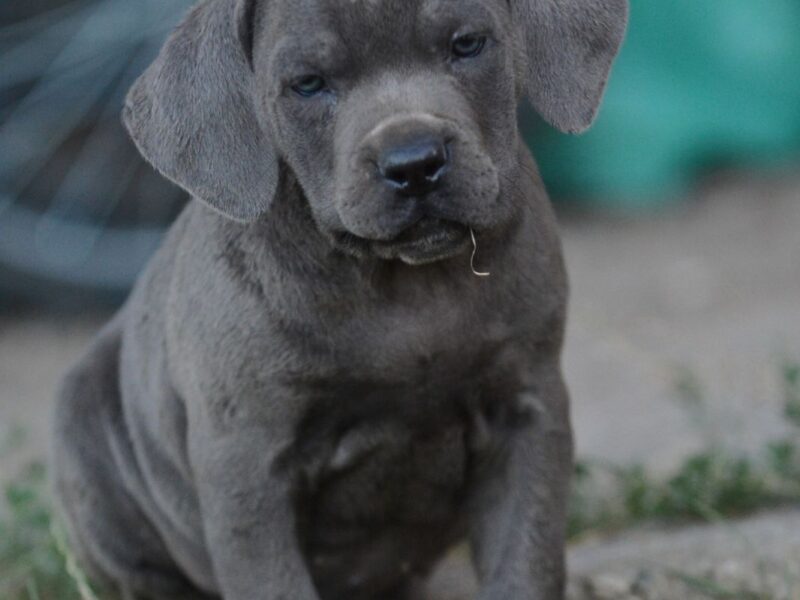 Cane Corso Kane Korso