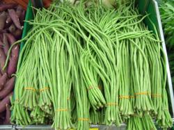 Tajlandska dugacka boranija (seme) Thai long beans