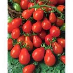 Cherry crvena kruska paradajz Heirloom (seme) - Ceri