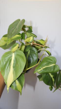 Philodendron Brasil