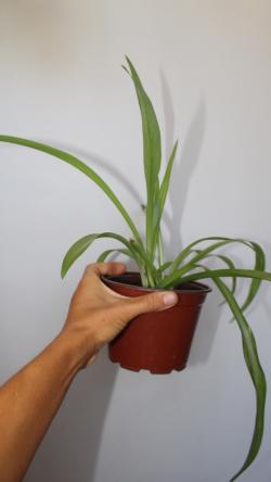 Chlorophytum comosum - Zelena forma