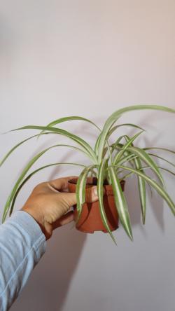 Chlorophytum comosum