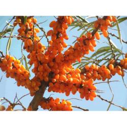 Hippophae rhamnoides Pasji trn - Sea Buckthorn (seme)