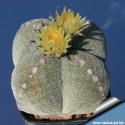 Astrophytum myriostigma quadricostatum - 10 semenki