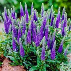 Veronica Spicata (5000 semneki) Carska sveća