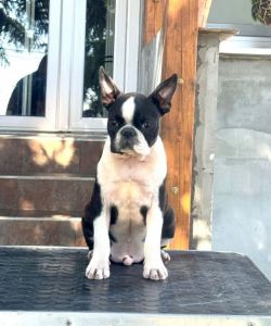 Boston terrier stenad