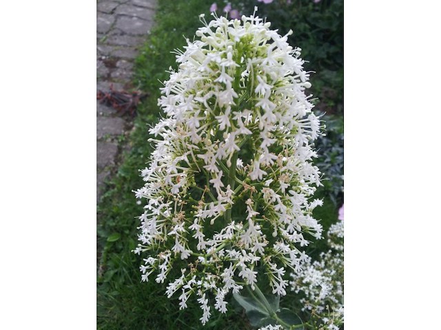 Valerijana (Mamuzica) bele boje 50 semena