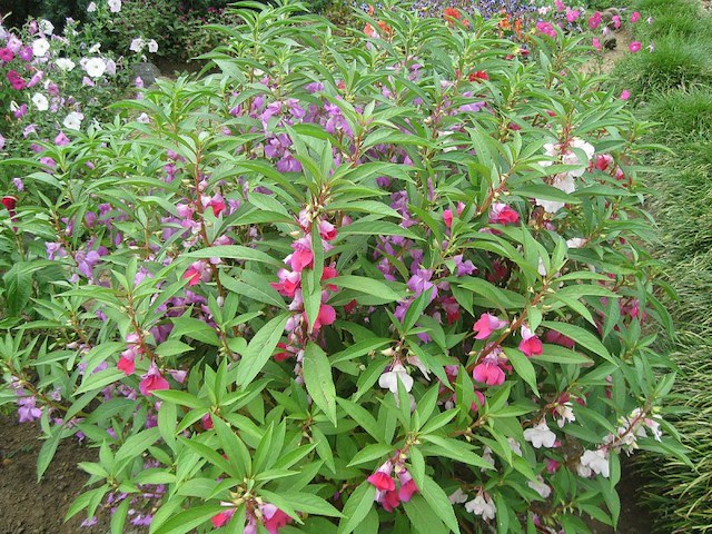 Balsamina mix boja (Lepi decko) 100 semena