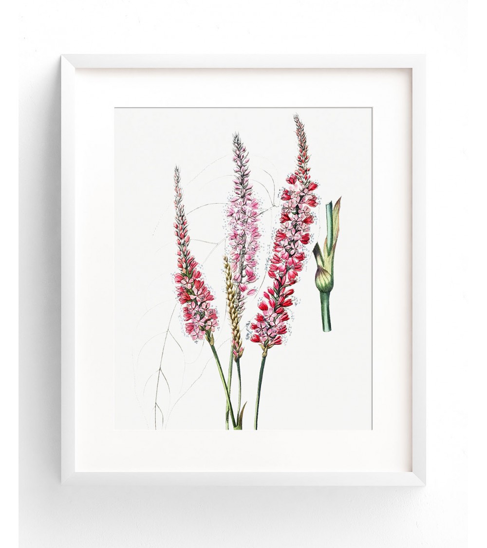 POLIGONUM GICLEE REPRODUKCIJA GRAFIKE (ART. P-11051)