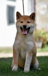 Shiba Inu stenci