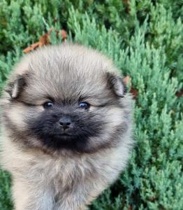 Pomeranac boo