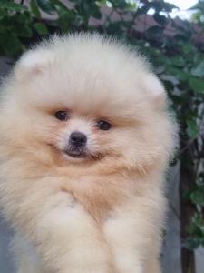 Pomeranac boo