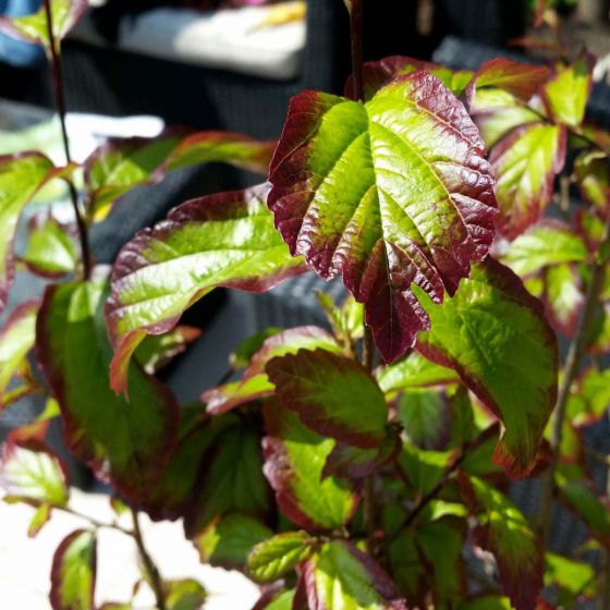 Parrotia persica 'Persian Spire' • C 2 L• 30/40 cm