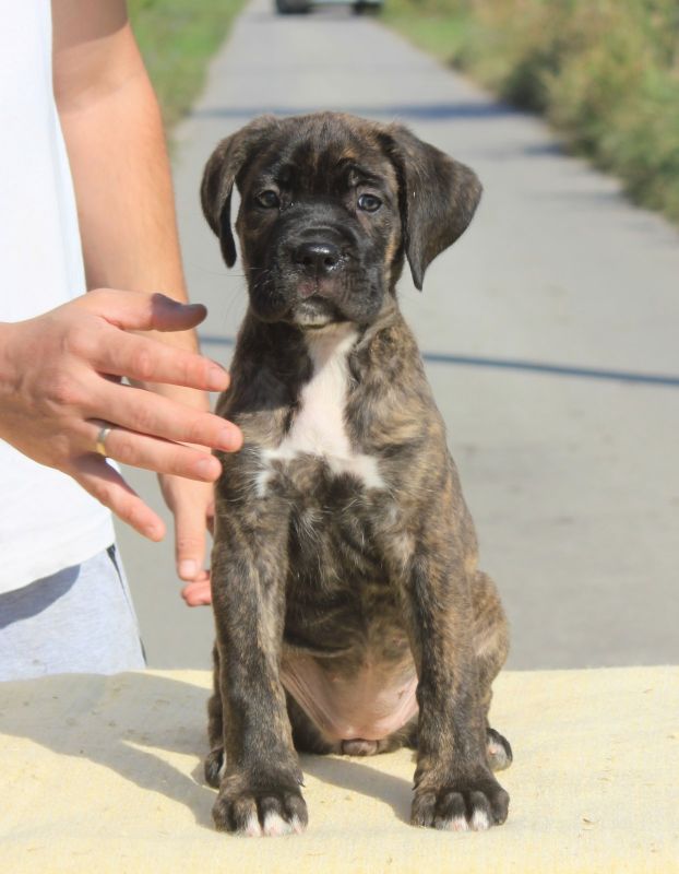 Cane Corso Kane Korso