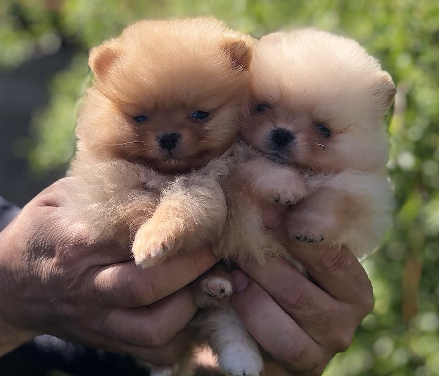 Pomeranci, Pomeranian, Boo stenci