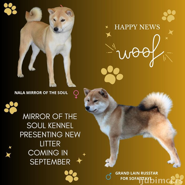 Shiba Inu prelepi štenci