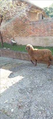Na prodaju ovca