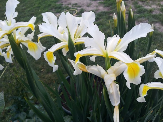 Visoki Iris zuto-beli 2 rizoma