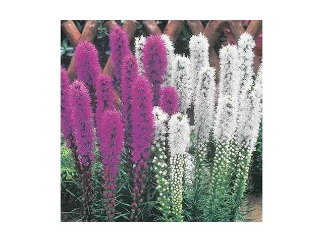 Liatris (Plamena zvezda) mix beli i pink cvet 50 sem