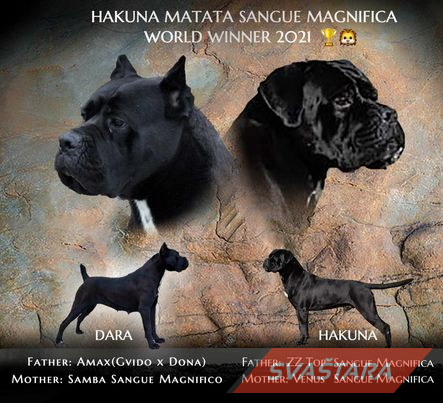 Cane Corso štenci