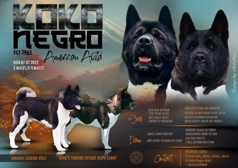 Americka akita štenci