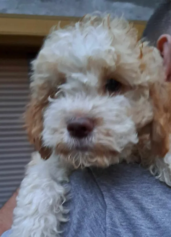 Lagotto Romagnolo štenci