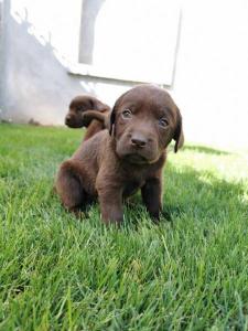 Labrador retriver stenci